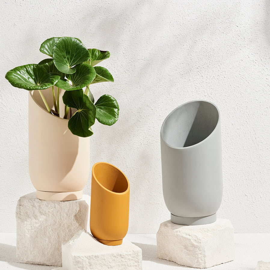 Plants and Garden – Acacia